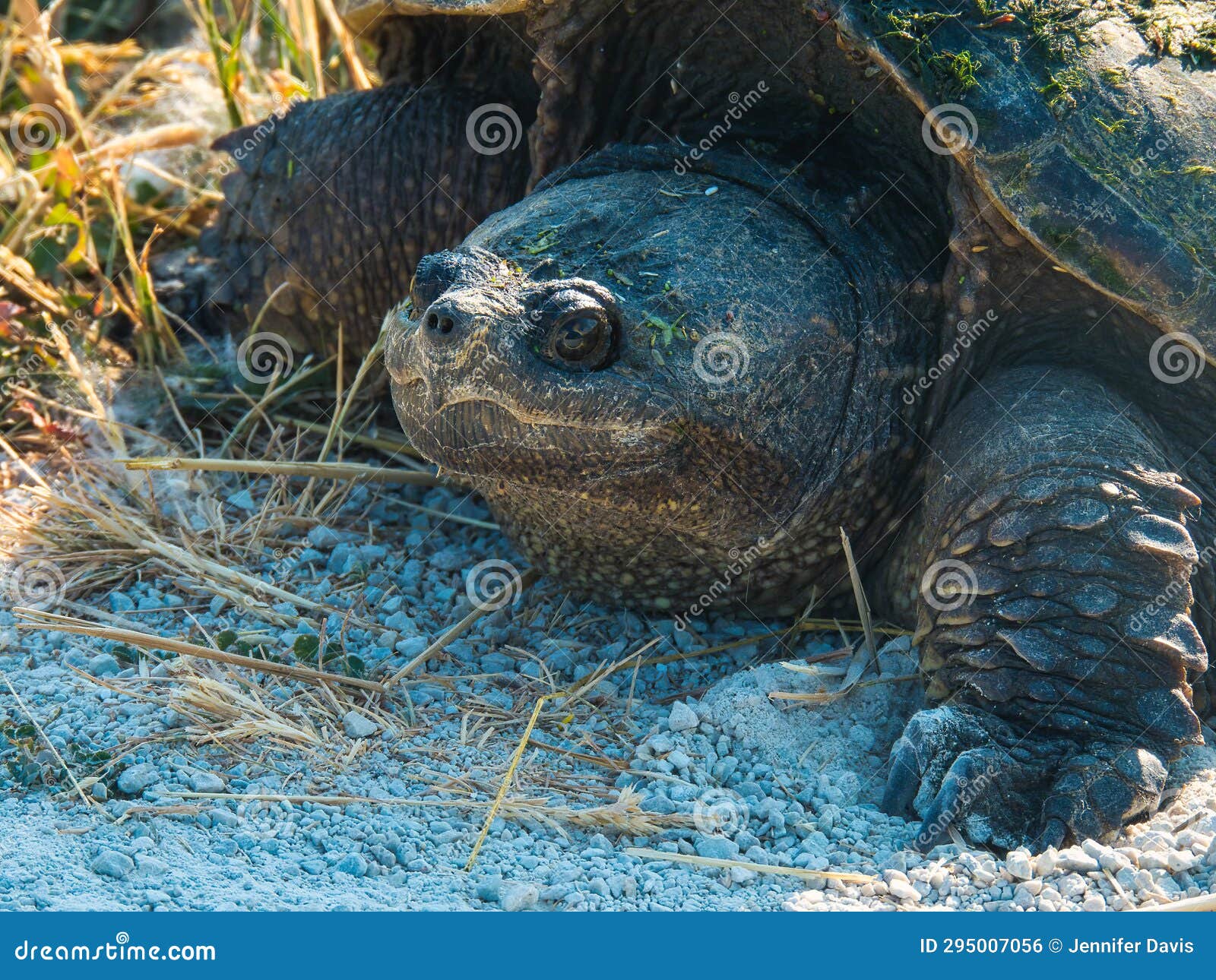 Snapping Turtle on Side of Gravel Path with Remnants of Duckweed on ...