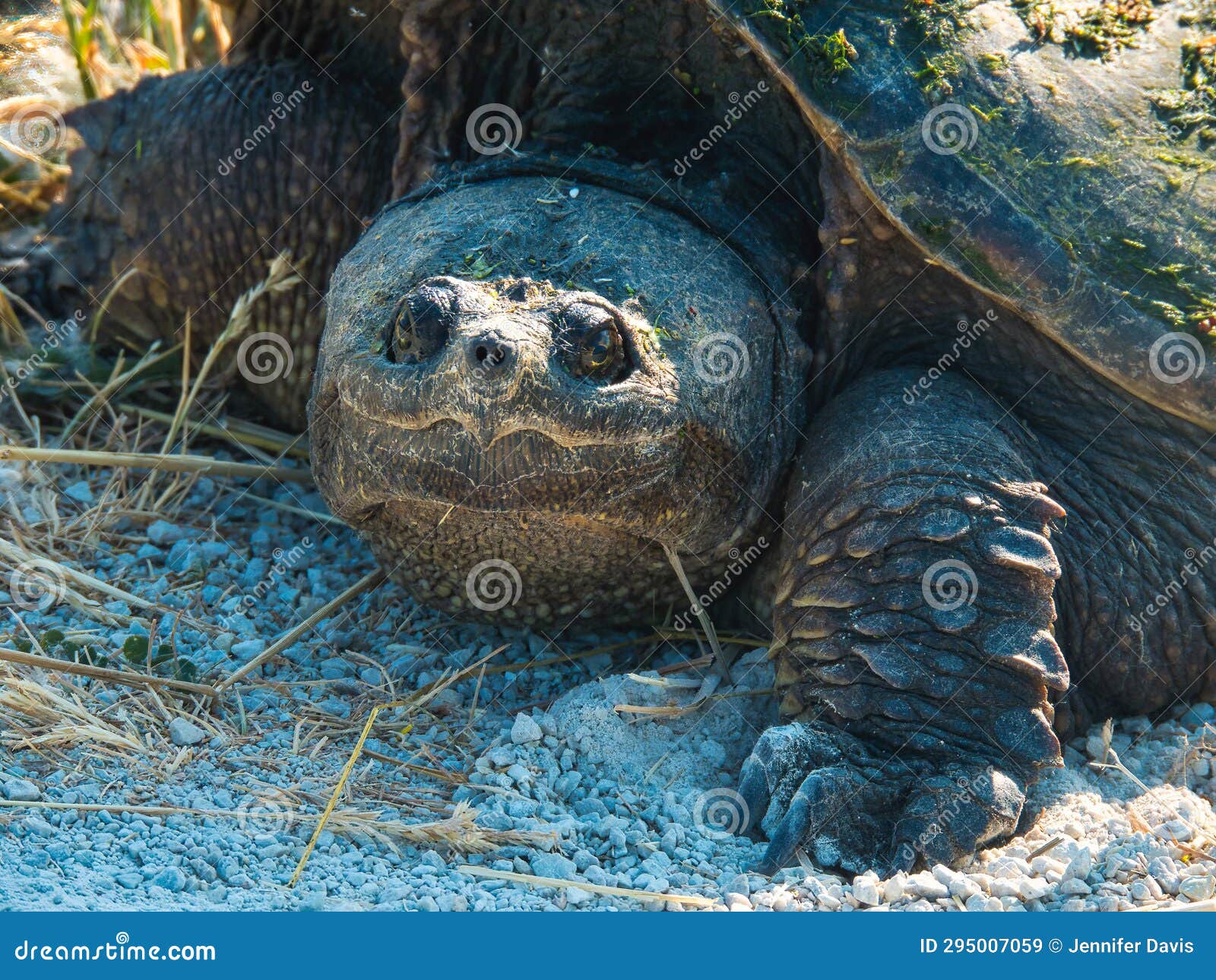 Snapping Turtle on Side of Gravel Path with Remnants of Duckweed on ...