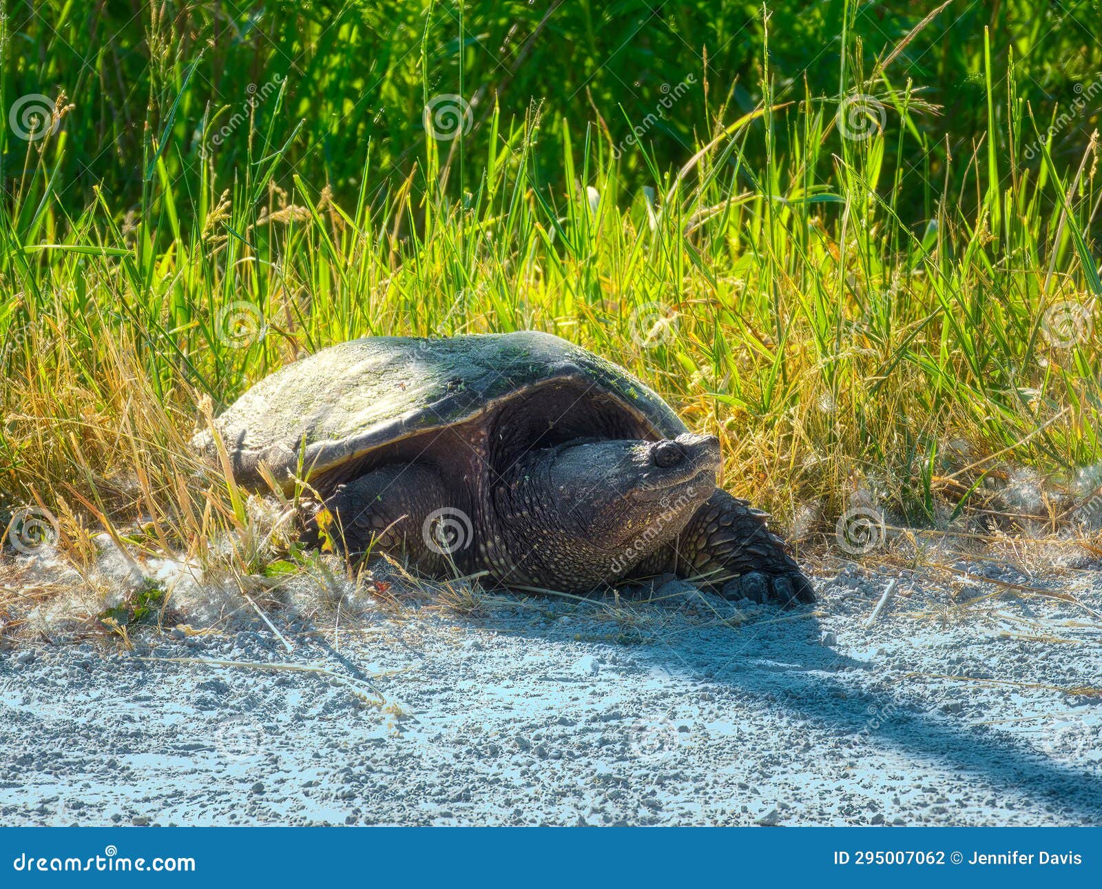 The Path On The Remnants Of The Last Volcanic Eruptions Between The ...