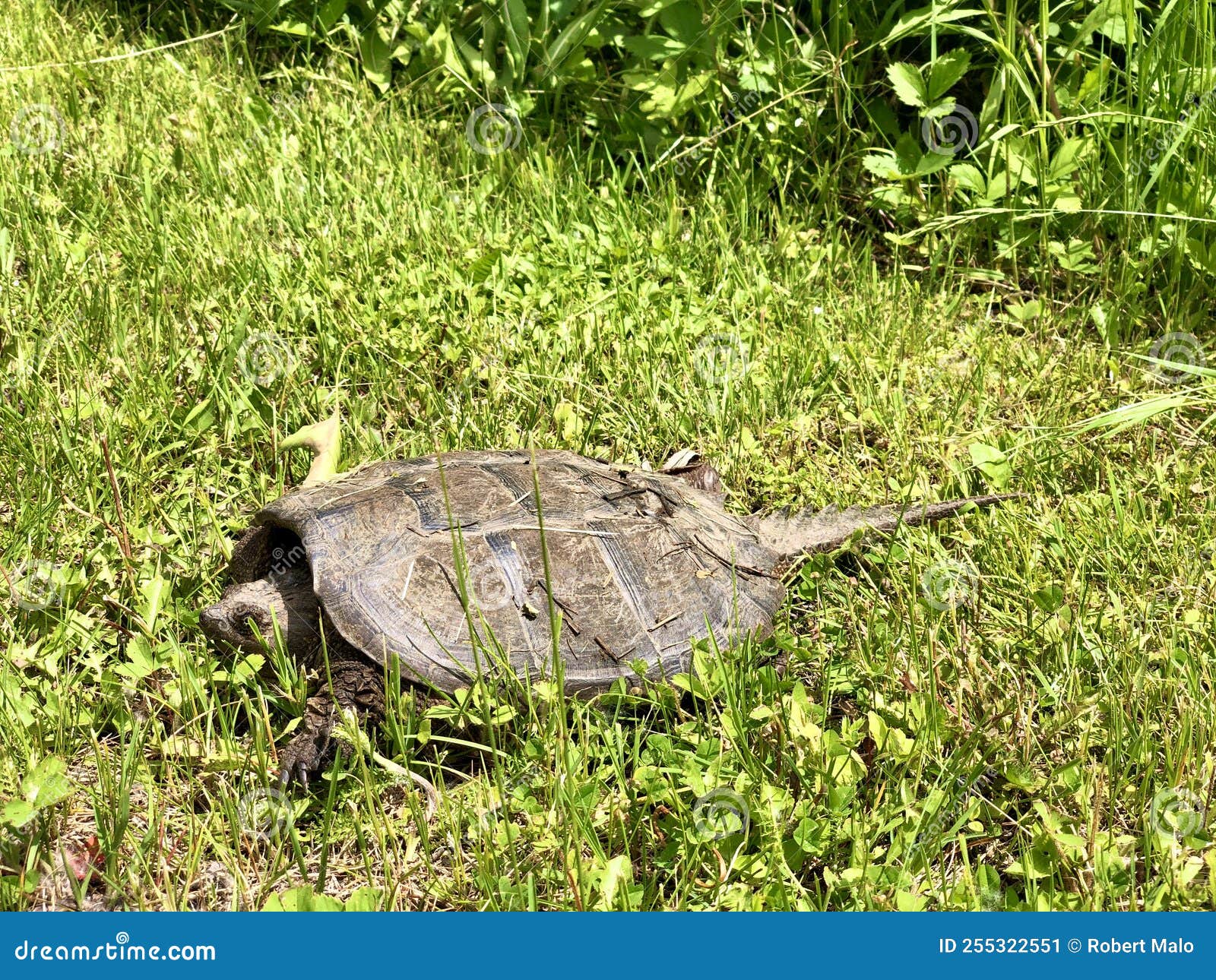 Snapping turtle stock image. Image of snapping, reptile - 255322551
