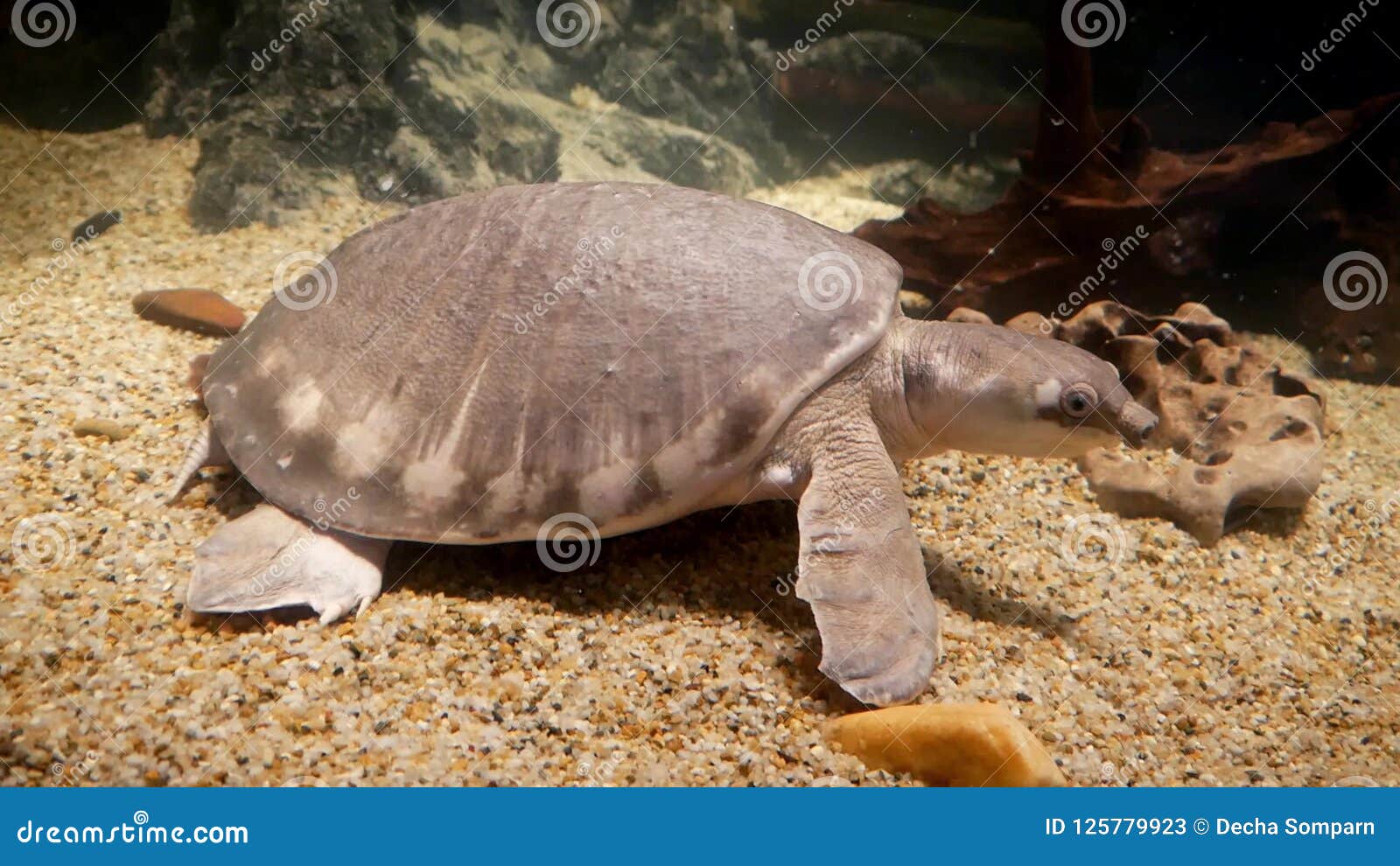 Snapping Turtle, Soft-shelled Turtle Stock Video - Video of life, coral ...