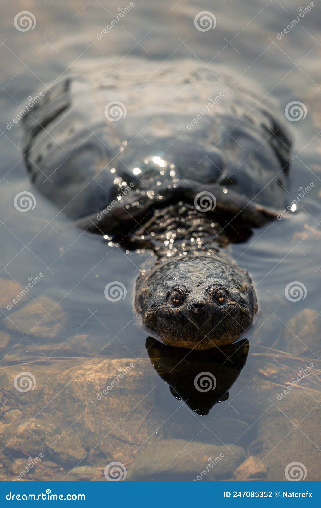 Snapping Turtle Stare stock photo. Image of staring - 247085352