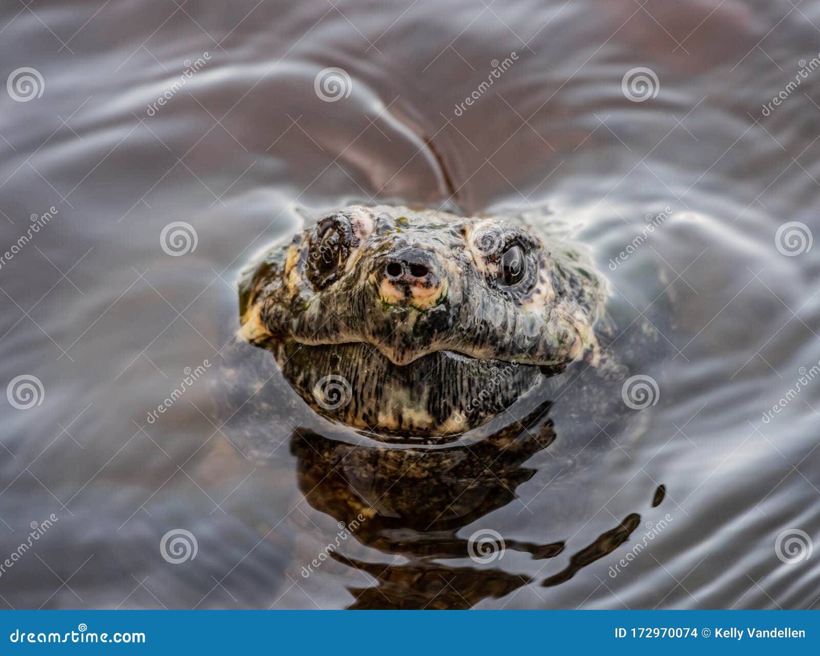 Snapping Turtle Stares at Camera Stock Photo - Image of nature, moss ...