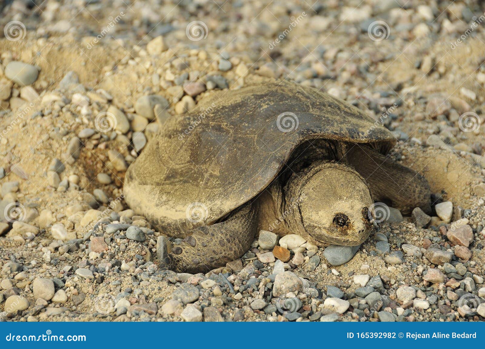 Snapping Turtle Stock Photos. Snapping Turtle Laying Eggs Stock Photo ...