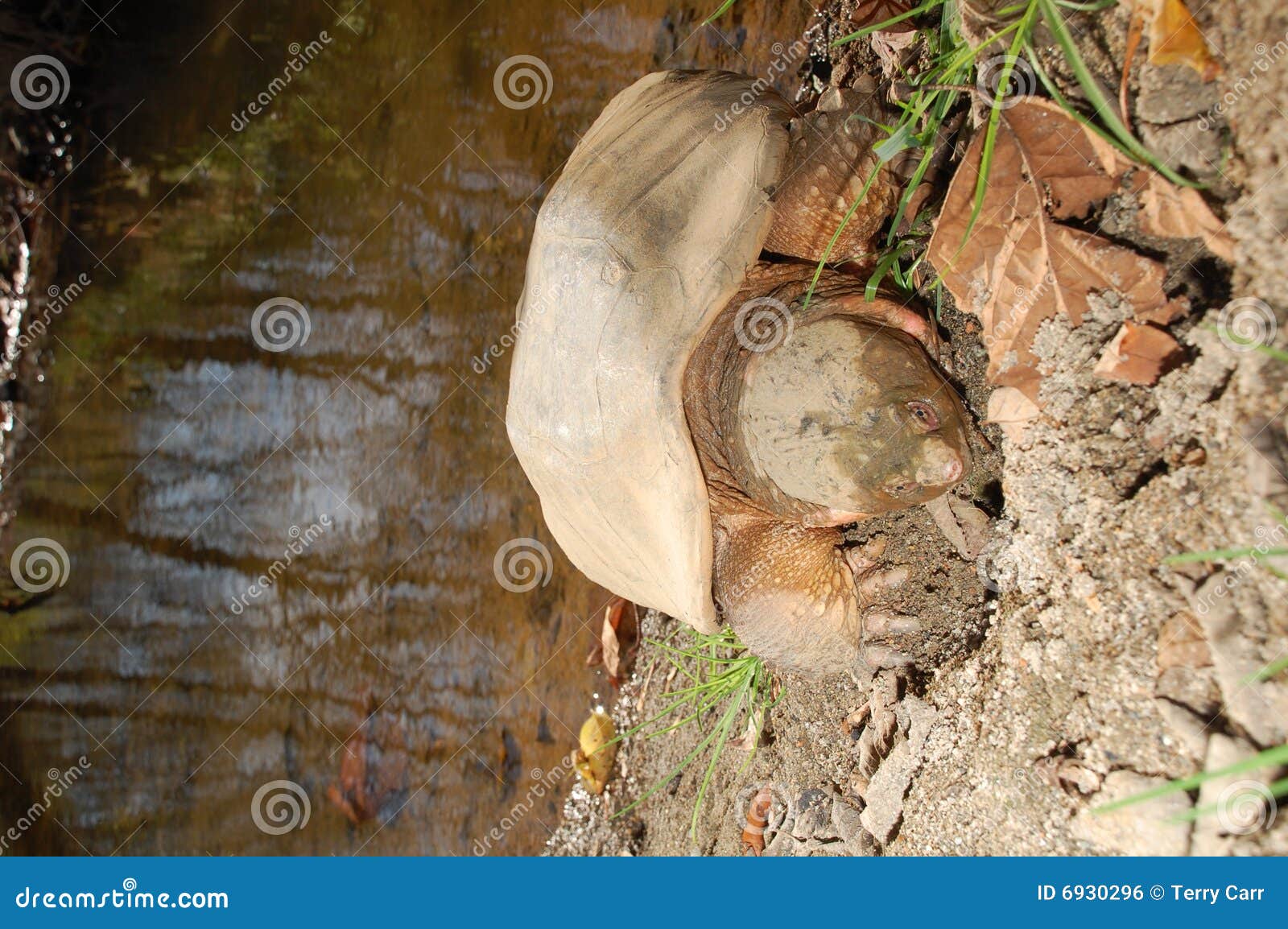Snapping turtle sunbathing stock photo. Image of turtle - 6930296