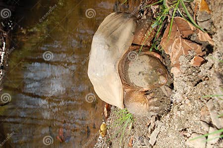 Snapping turtle sunbathing stock photo. Image of turtle - 6930296