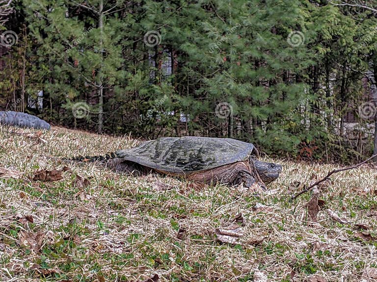 Snapping turtle up close stock photo. Image of grass - 215464018