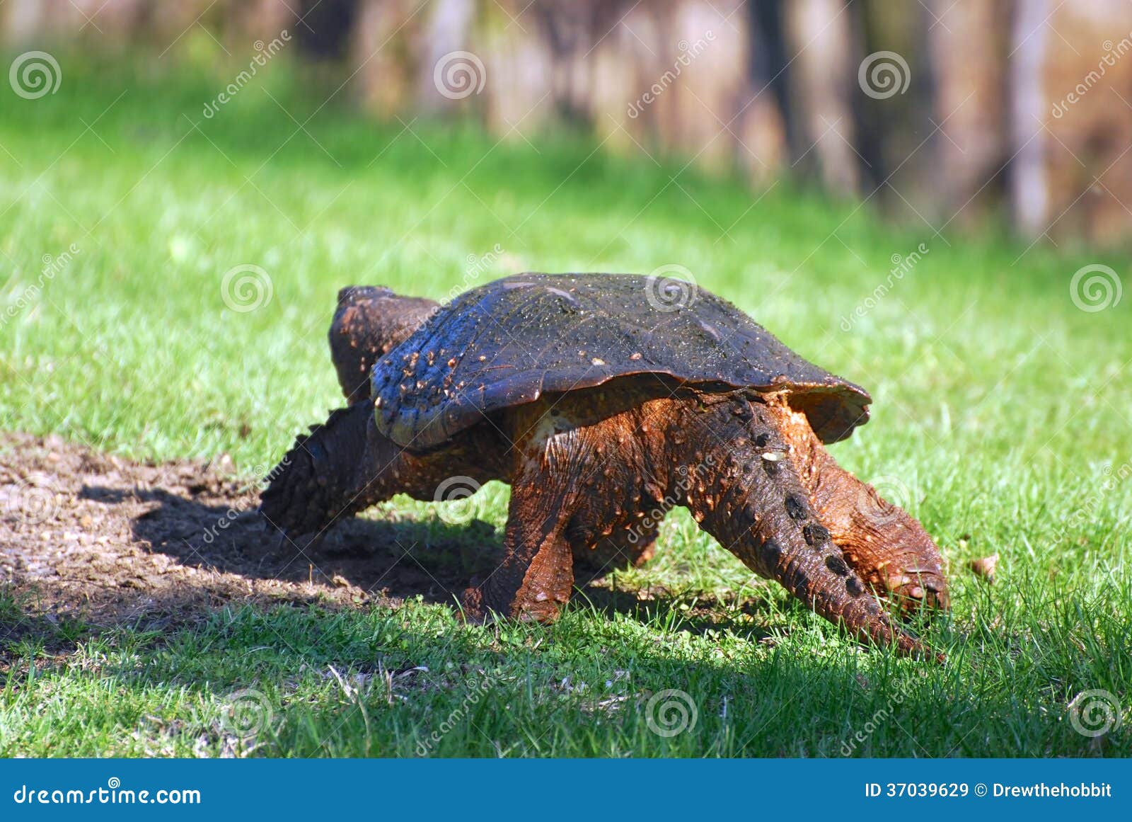 Snapping Turtle stock image. Image of america, ancient - 37039629