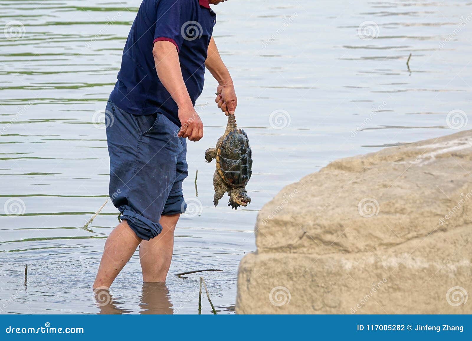 Catch the tortoise stock photo. Image of alligator, wildlife - 117005282