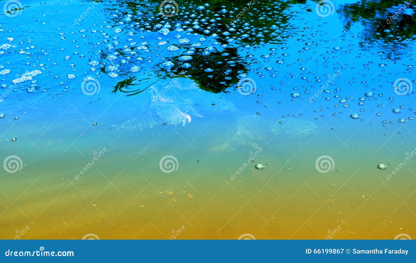 Clams And Snails On The Estuary Beach Stock Photo | CartoonDealer.com ...