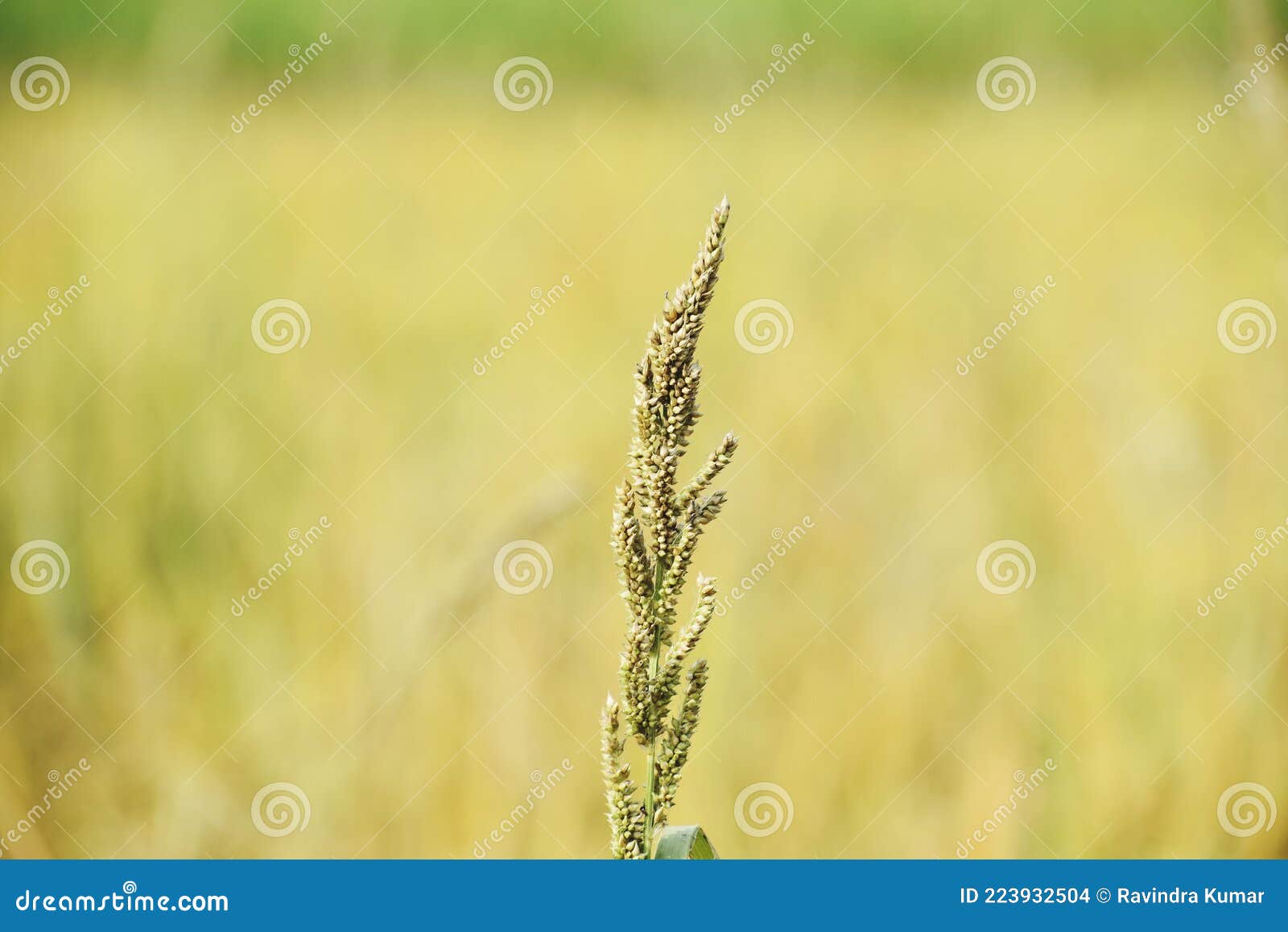 Snapshot of a grain bunch stock photo. Image of bunch - 223932504