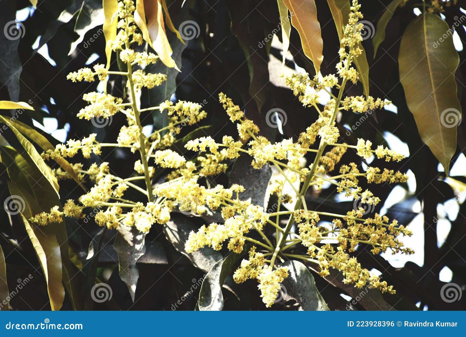 Snapshot of Mango flowers stock photo. Image of omango - 223928396