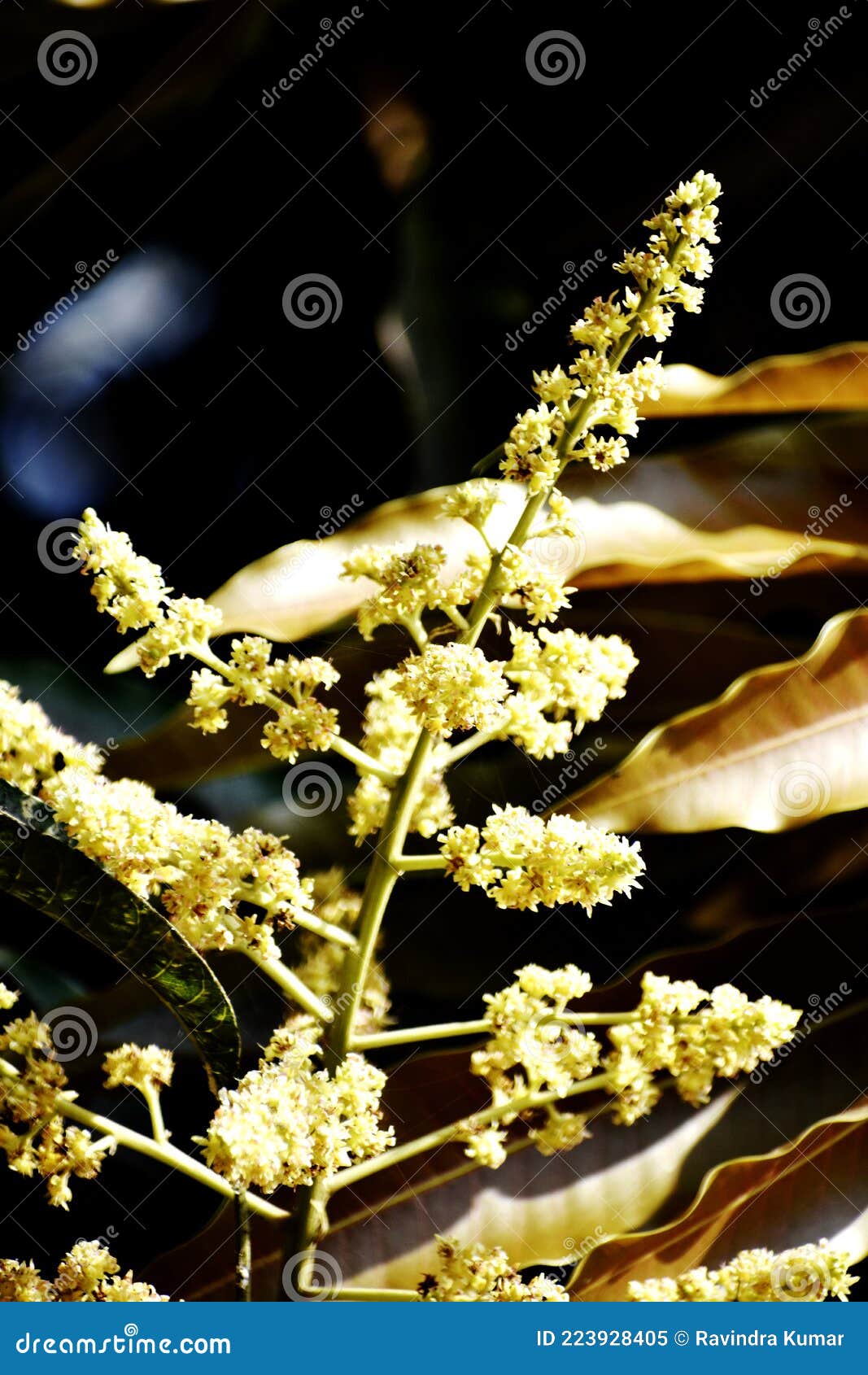 Snapshot of Mango flowers stock image. Image of omango - 223928405