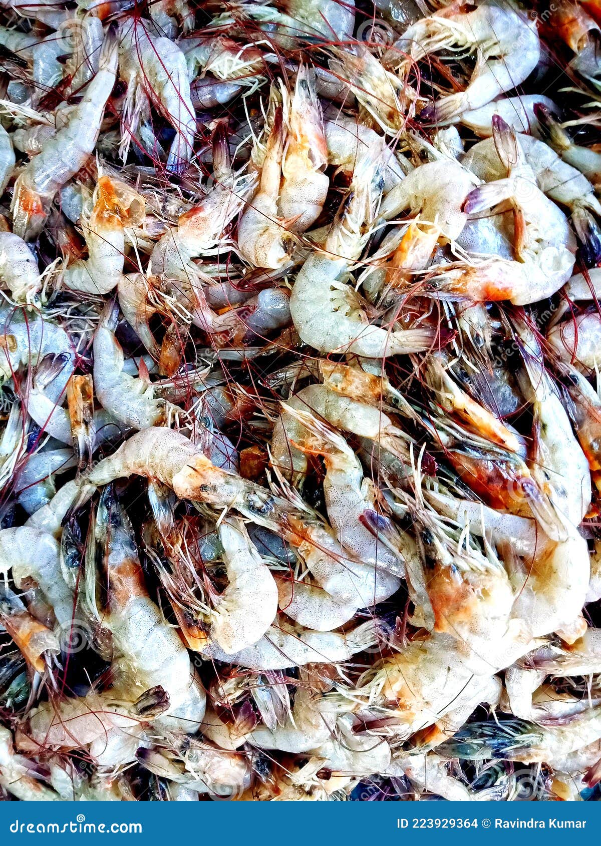 Snapshot of parwan fish stock photo. Image of healthy - 223929364