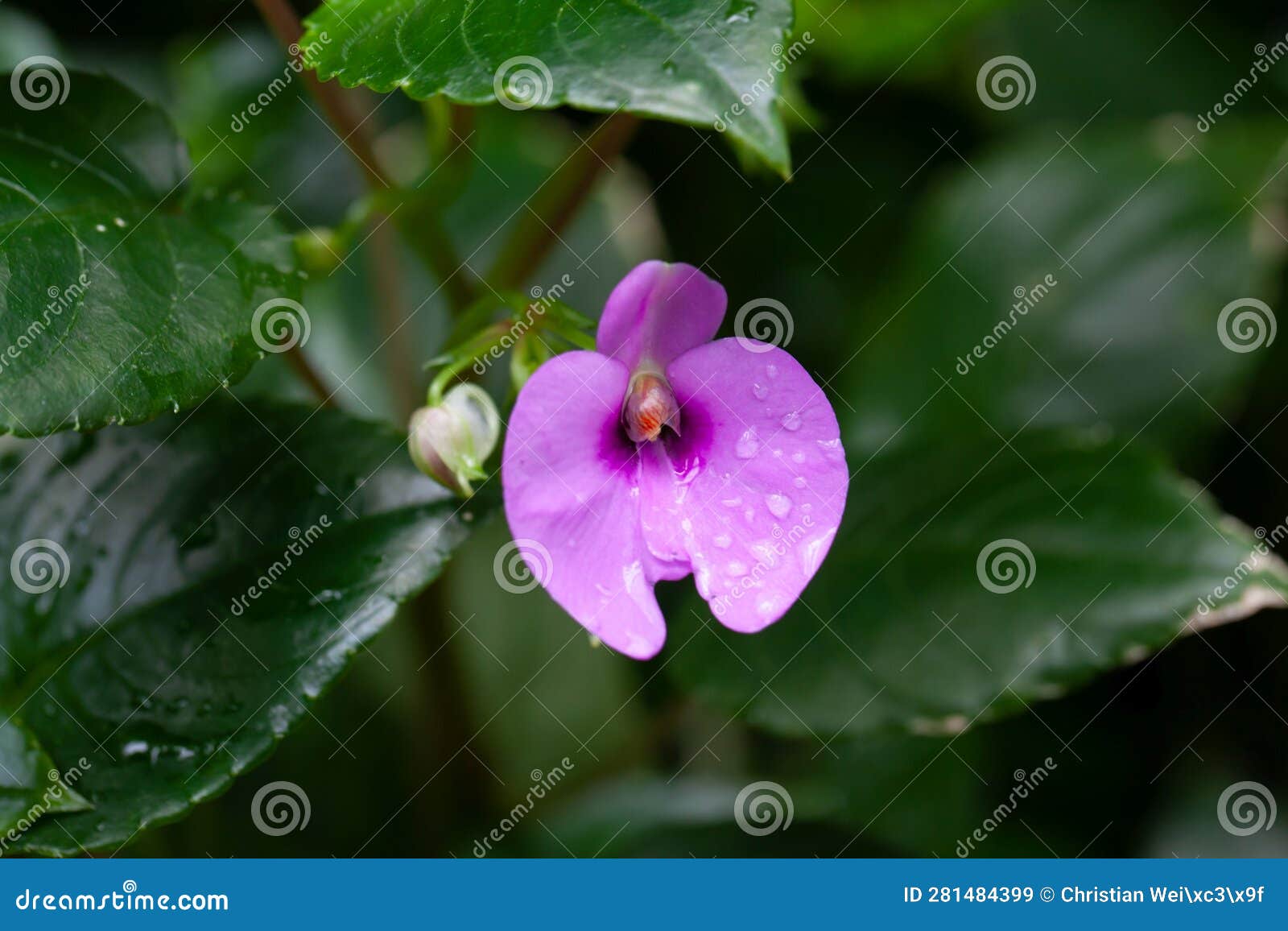 The Snapweed Impatiens Cordata Stock Image - Image of outside, nature ...