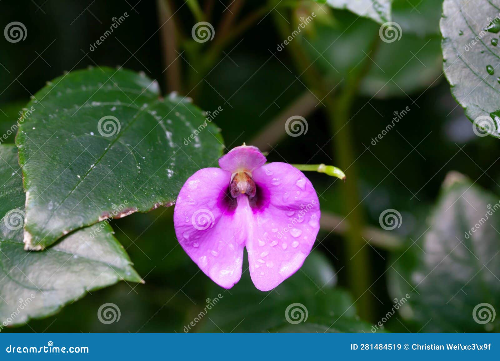 The Snapweed Impatiens Cordata Stock Image - Image of closeup, bloom ...