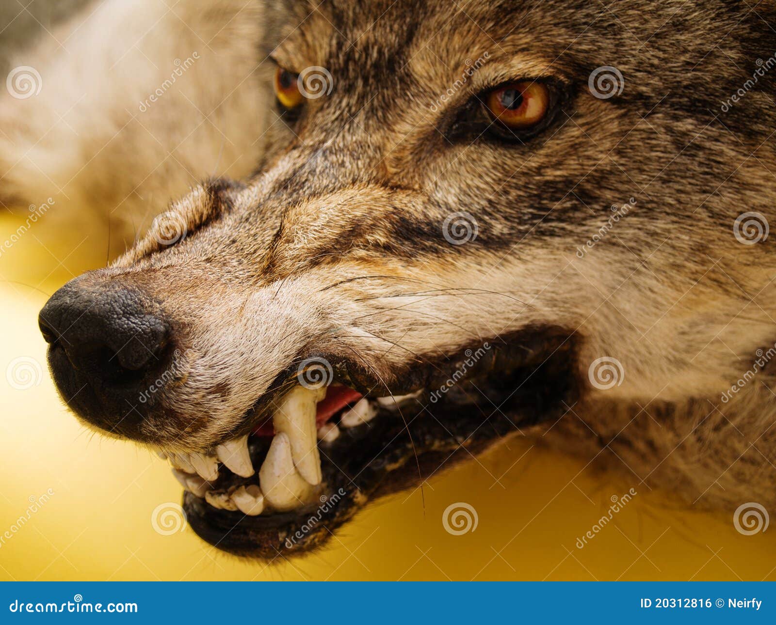 Wolf Snarl