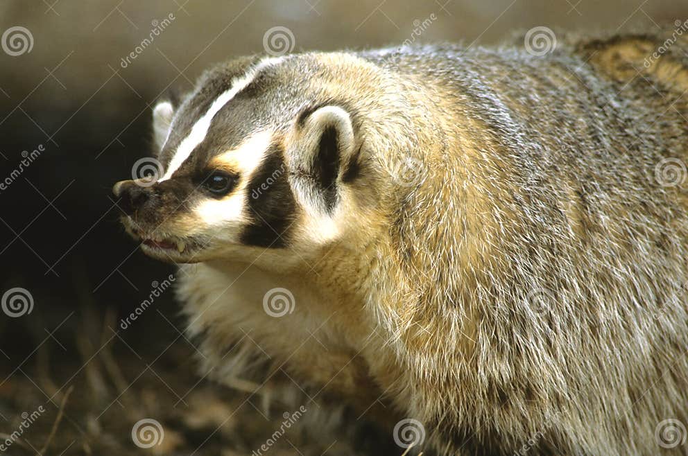 Snarling Badger stock image. Image of snarl, warning - 10196027