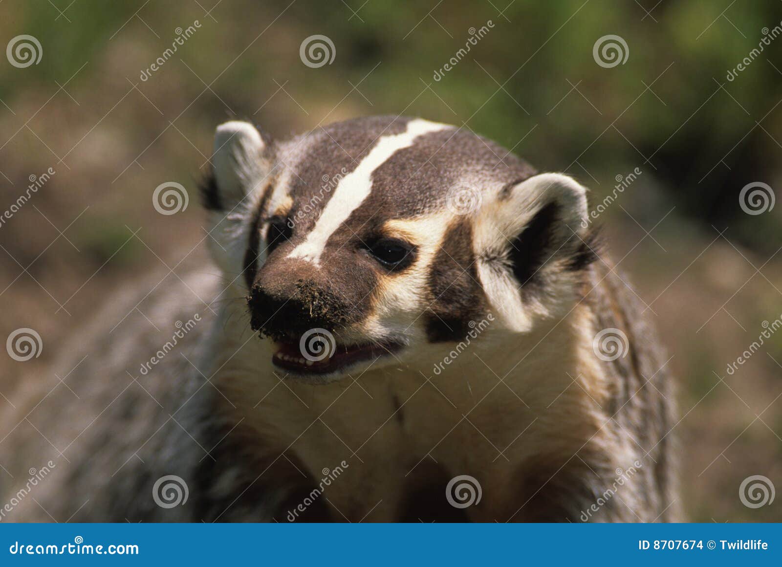 Snarling Badger stock photo. Image of wild, warning, wildife - 8707674