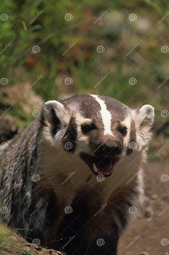 Snarling Badger stock image. Image of aggression, grass - 8736451