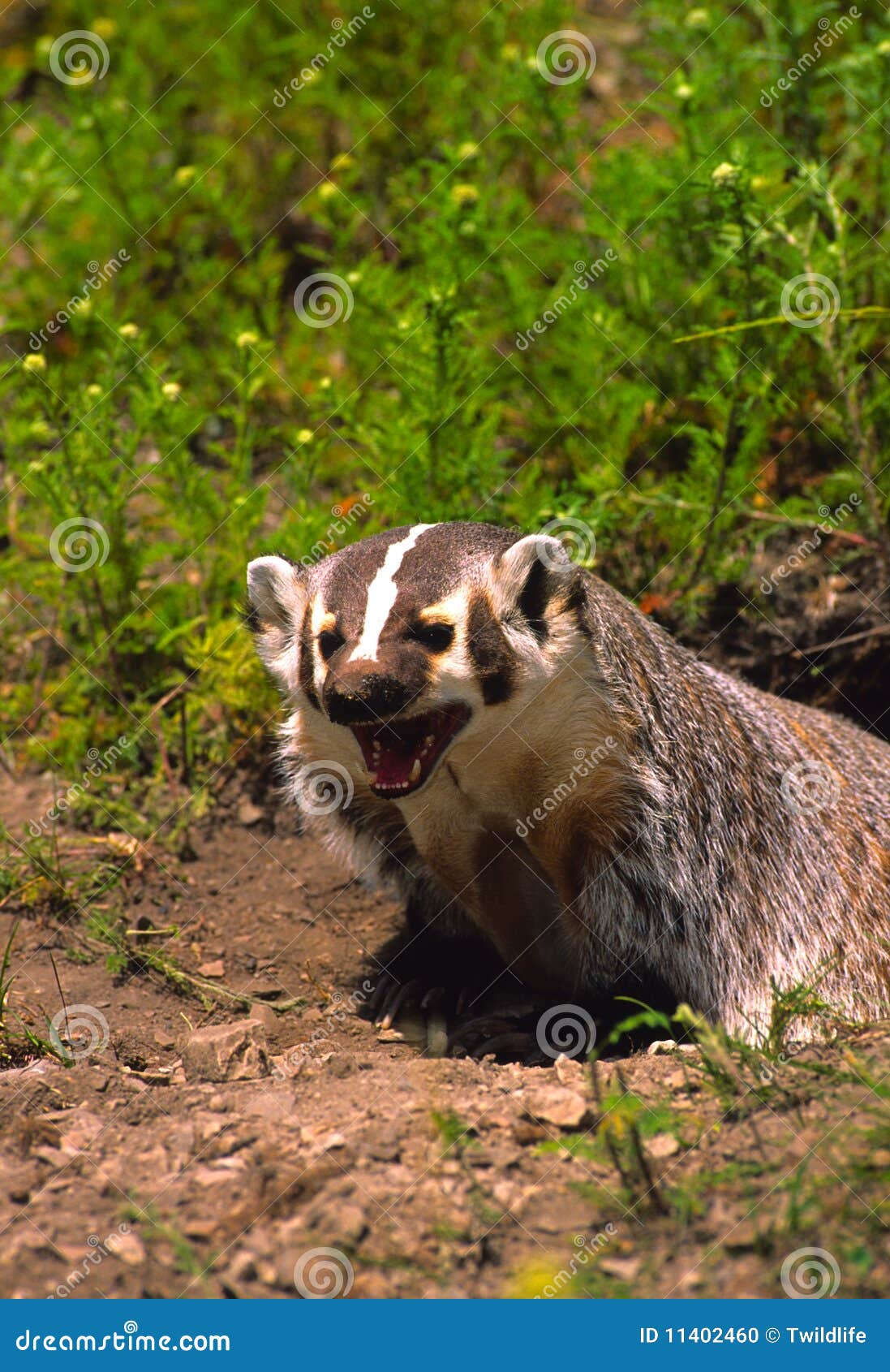 Snarling Badger at Den stock photo. Image of animal, burrow - 11402460