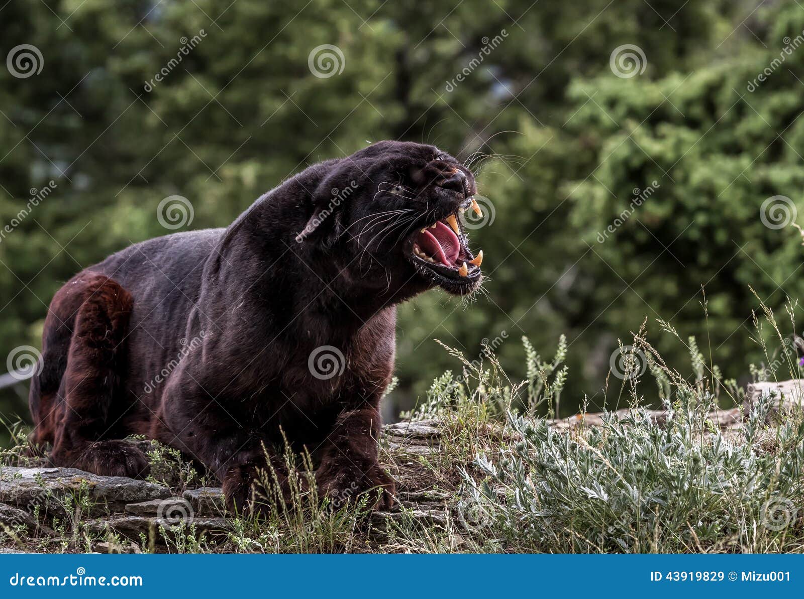 Snarling Black Leopard stock image. Image of pride, facial - 43919829