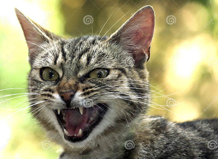Snarling Cat stock image. Image of hiss, anger, cattitude - 187567