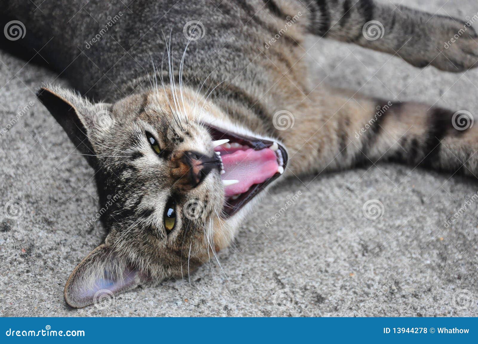 Snarling Cat Lying on Ground Stock Photo - Image of disturb, hiss: 13944278