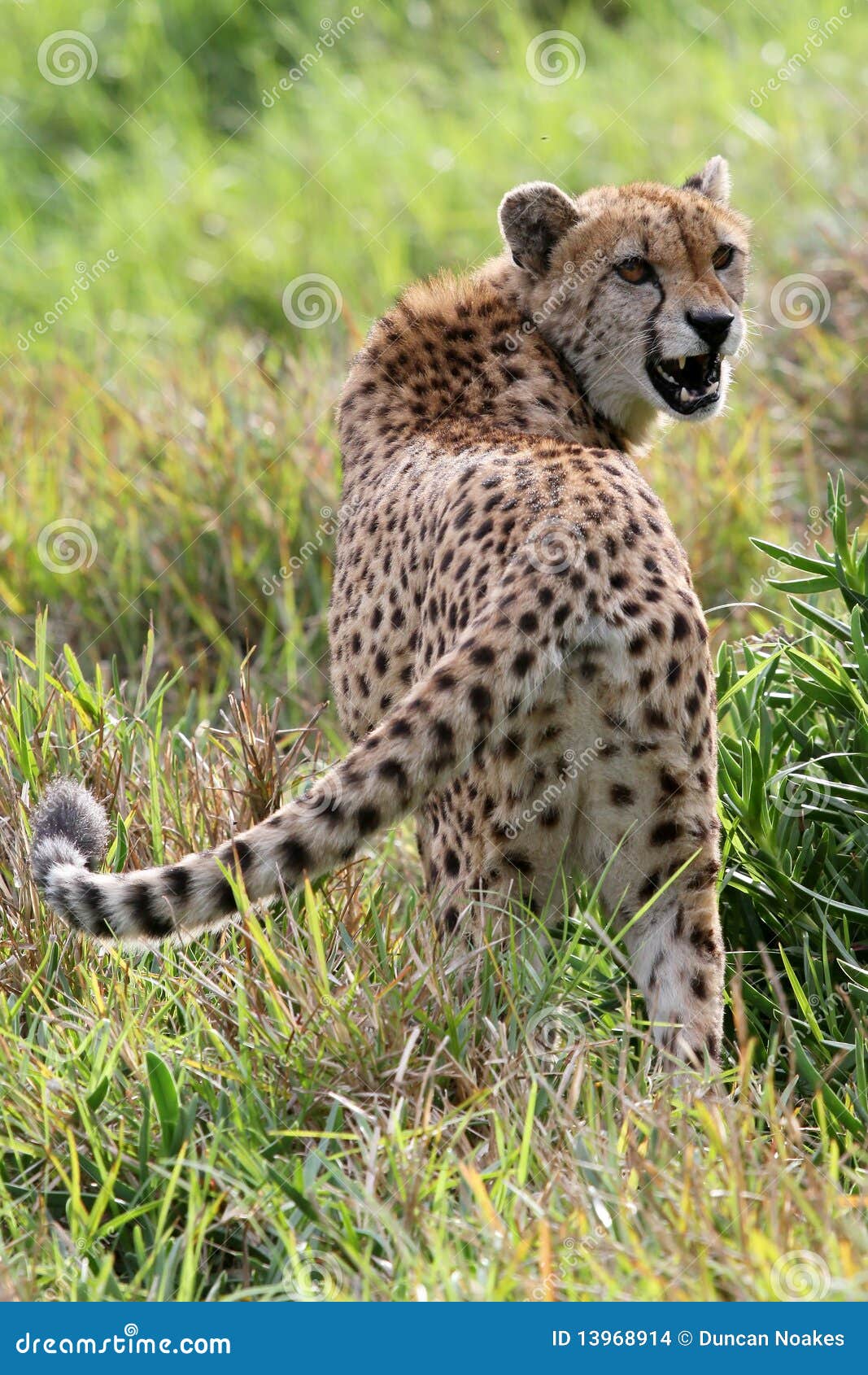 Snarling Cheetah Wild Cat stock photo. Image of cheetah - 13968914