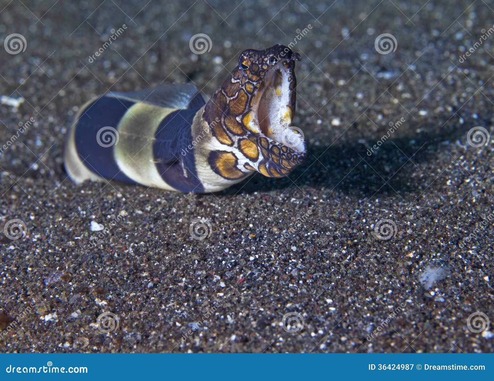 Snarling clown snake eel stock image. Image of ophichthus - 36424987