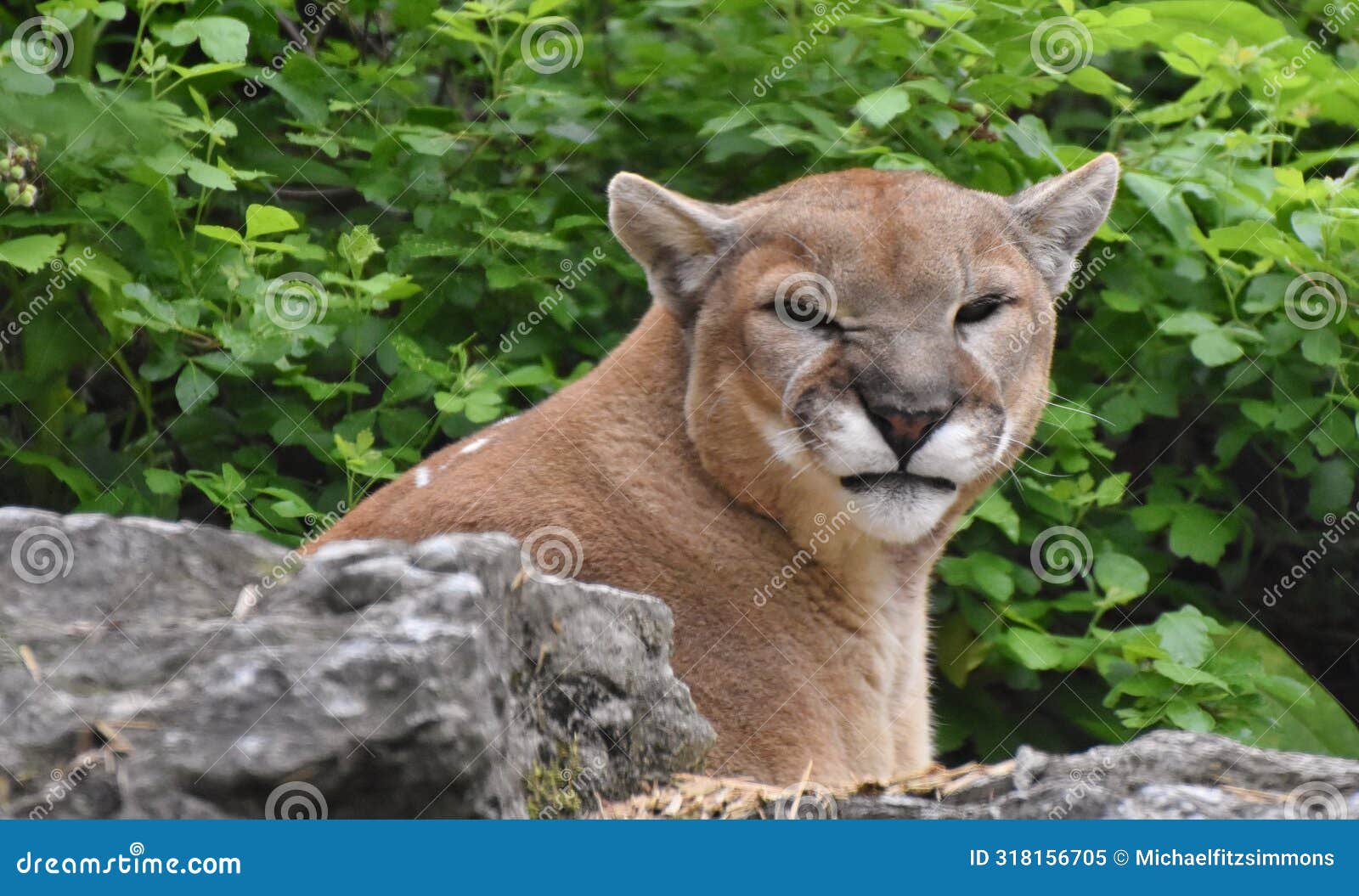 Snarling Cougar stock image. Image of mountain, predator - 318156705