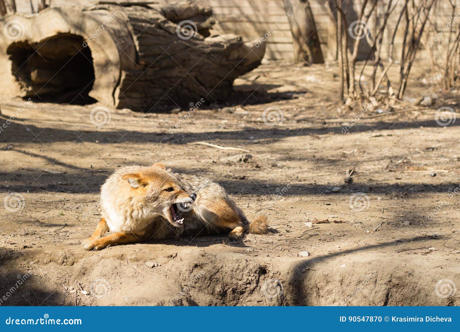 Snarling fox stock photo. Image of snout, landscape, canine - 90547870