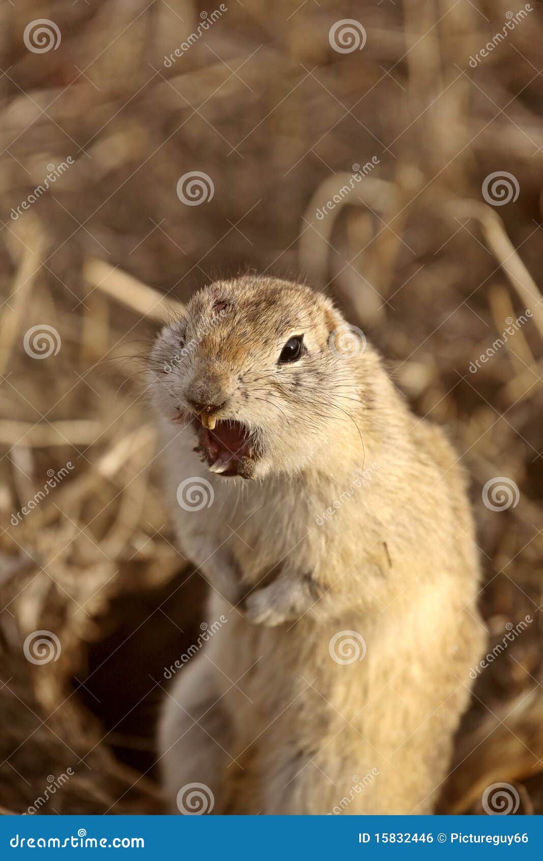 Snarling Gopher stock photo. Image of animal, mammal - 15832446