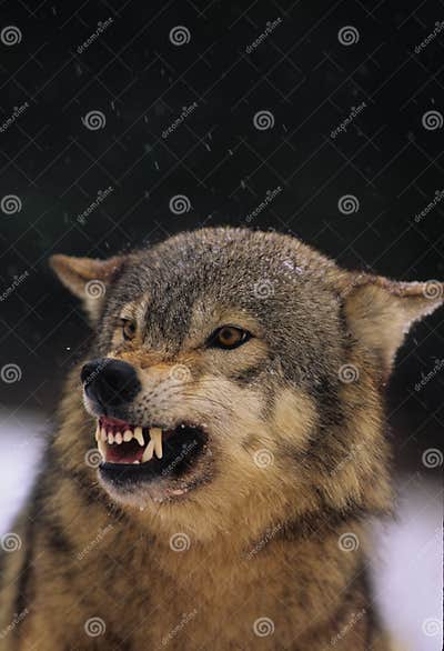 Snarling Gray Wolf stock image. Image of fangs, aggression - 8707355