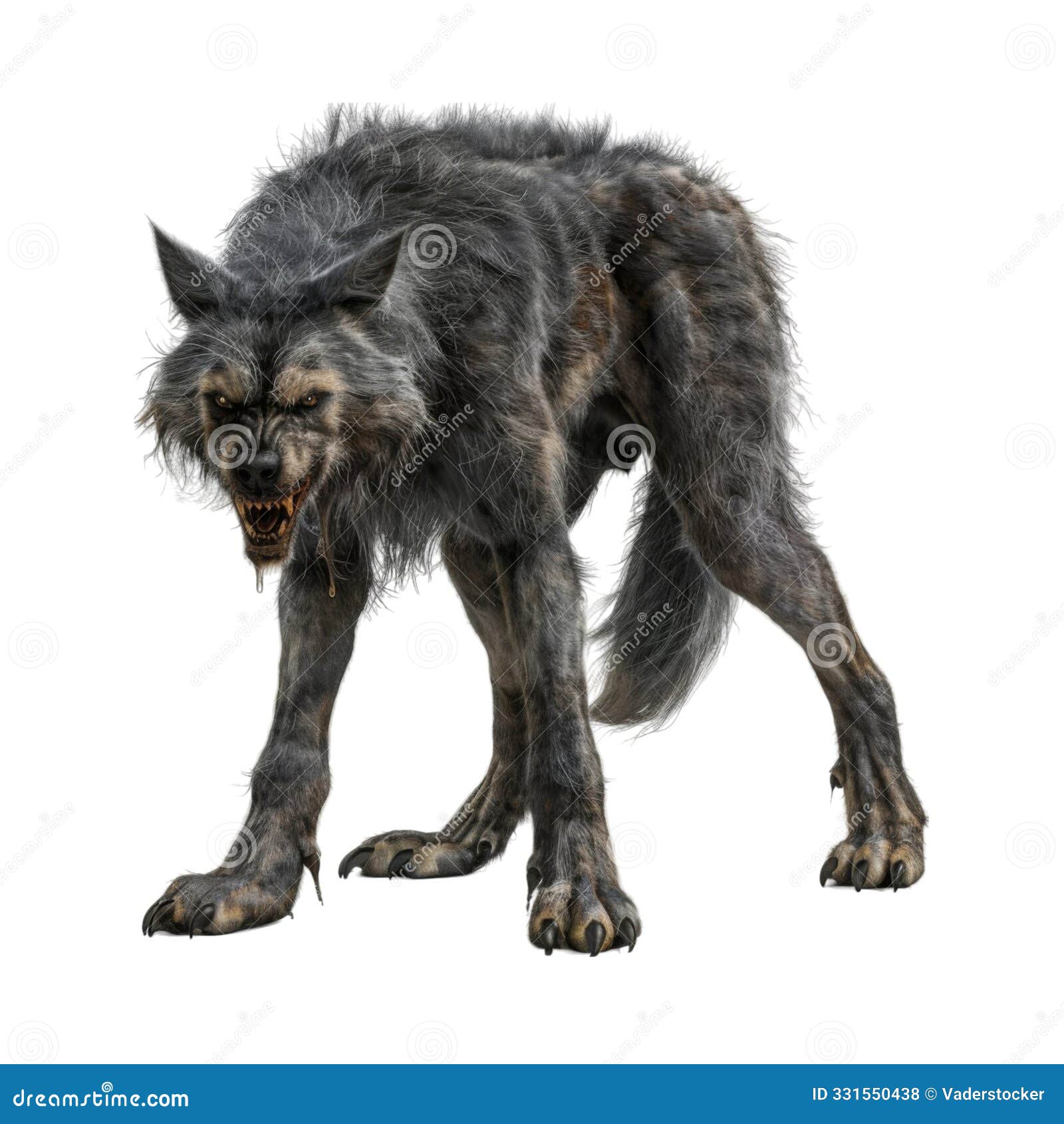 A Snarling, Gray Wolf with Sharp Claws and Dripping Fangs Stock ...