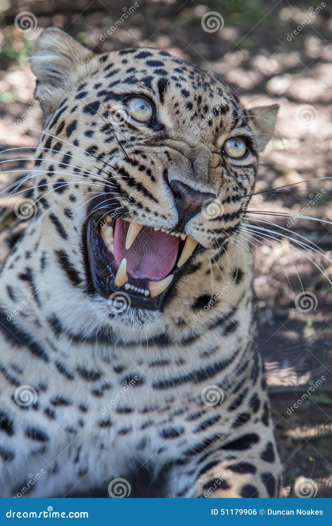 Snarling Leopard With Huge Teeth Stock Photo - Image of fangs, feline ...