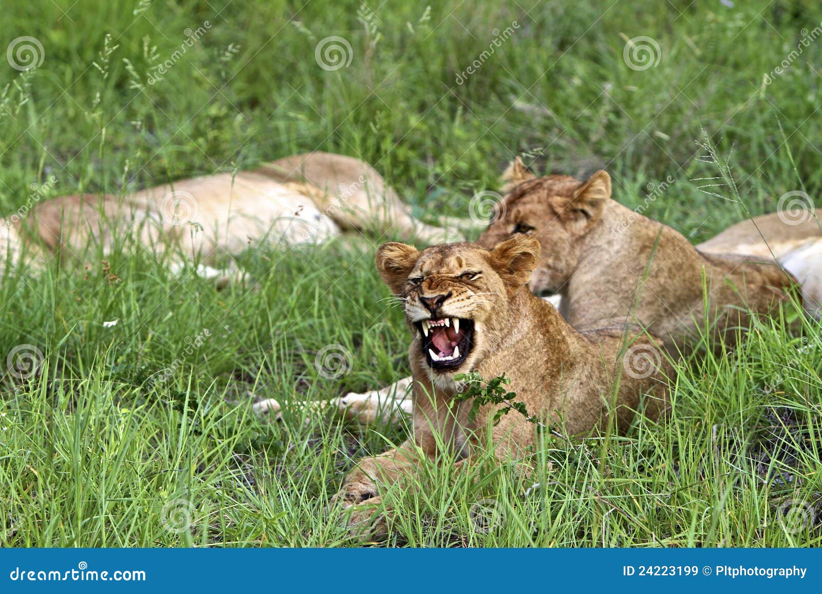 Snarling Lion stock image. Image of tawny, lions, carnivore - 24223199