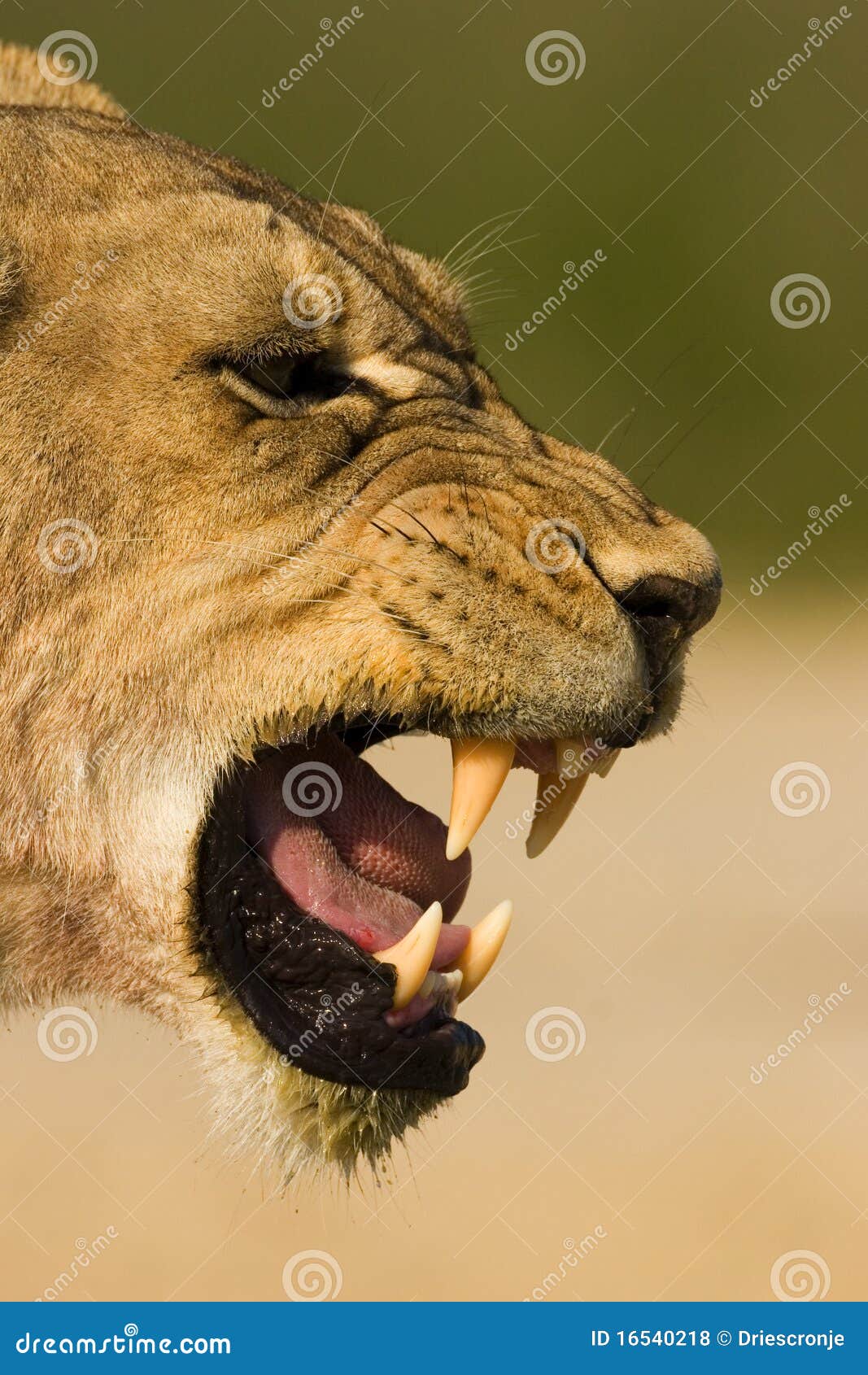 Snarling lioness stock photo. Image of horned, holidays - 16540218