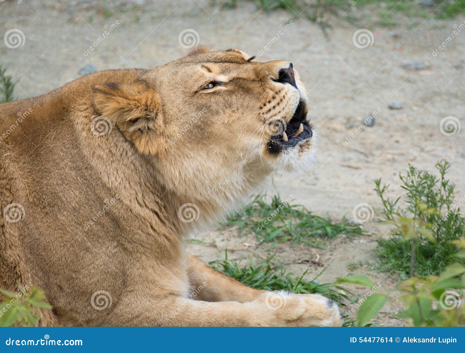 Snarling lioness stock photo. Image of excellence, wildlife - 54477614