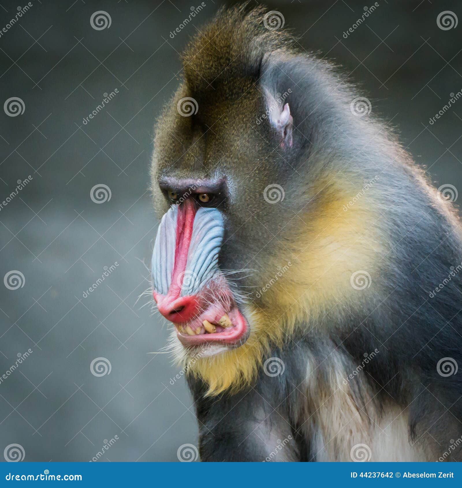 Snarling Mandrill stock photo. Image of monkey, nature - 44237642