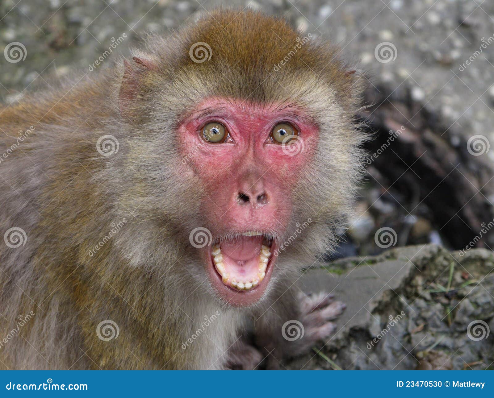 Snarling Monkey stock photo. Image of india, pink, himalayas - 23470530