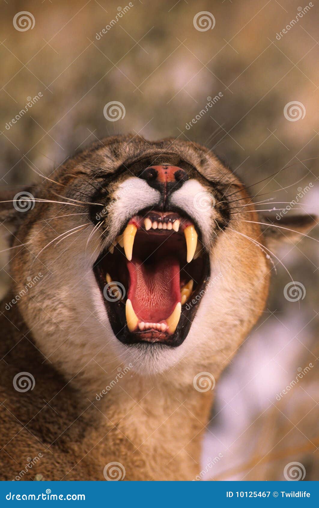 Snarling Mountain Lion stock image. Image of mammal, nature - 10125467
