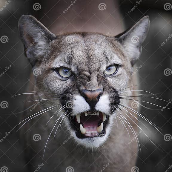 Snarling Puma stock image. Image of puma, danger, teeth - 16410455