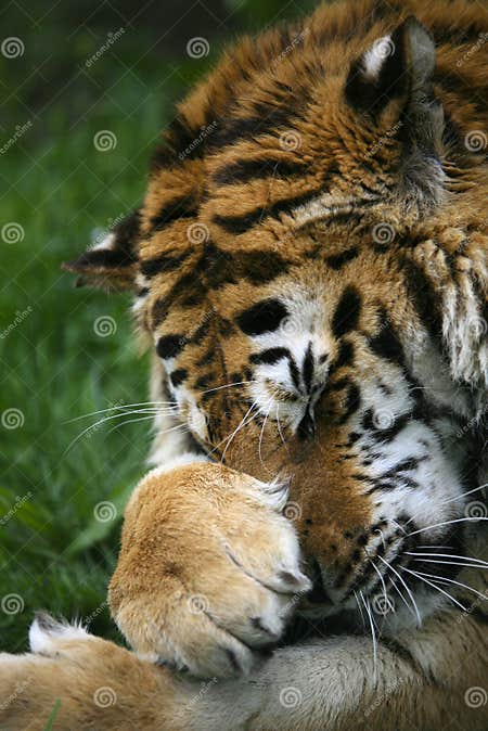 Snarling Siberian Tiger stock image. Image of wild, mouth - 2398871