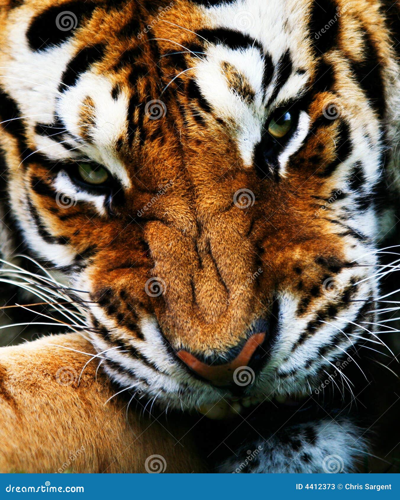 Snarling Siberian Tiger stock image. Image of clean, wild - 4412373