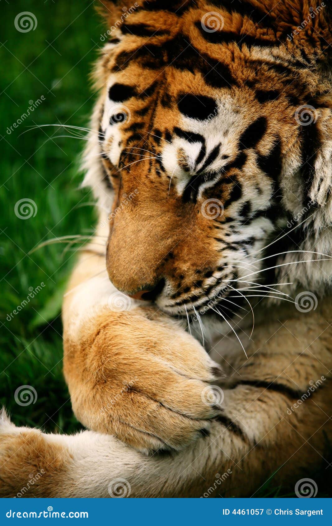 Snarling Siberian Tiger stock image. Image of predator - 4461057