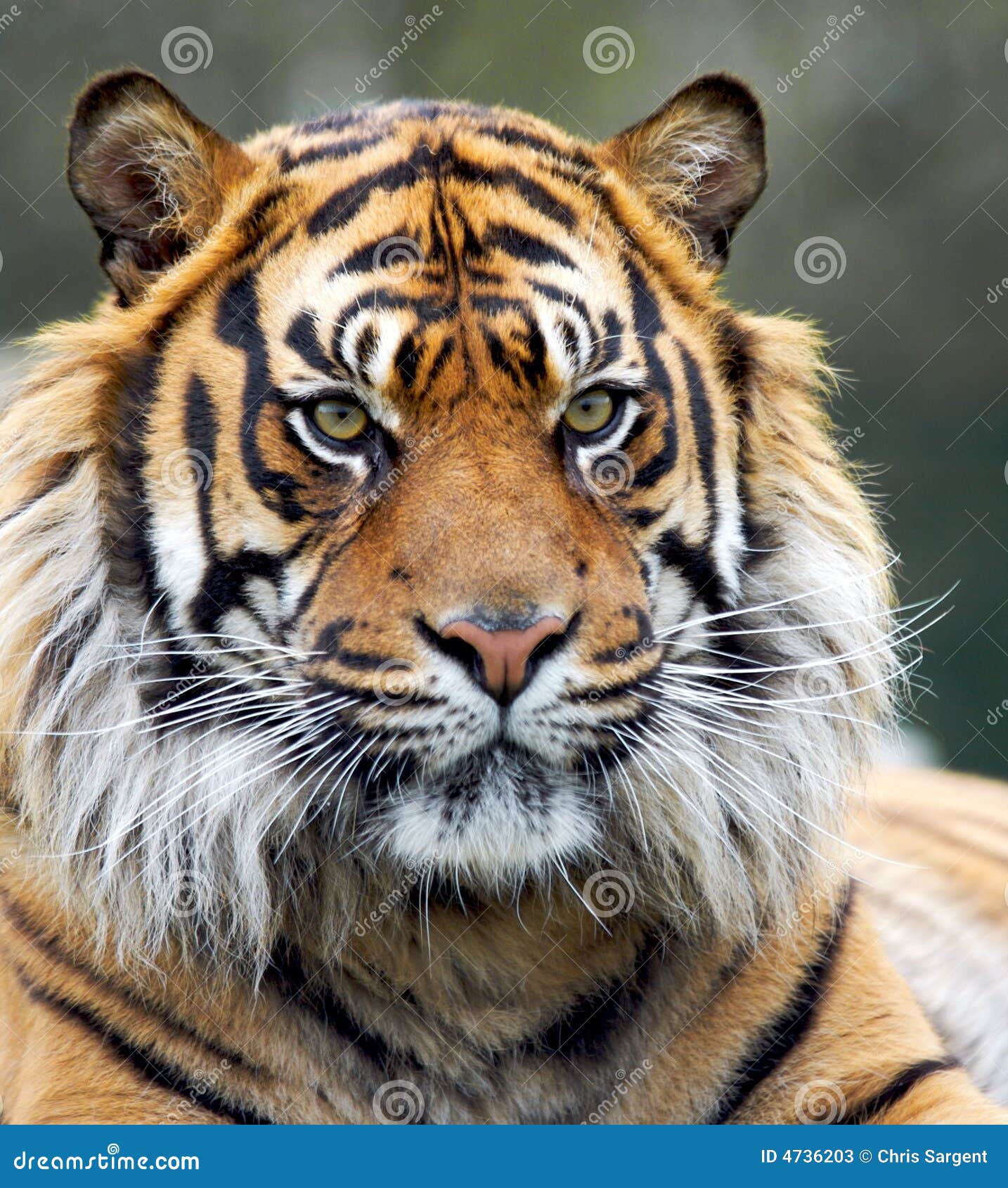 Snarling Siberian Tiger stock image. Image of mouth, maneater - 4736203