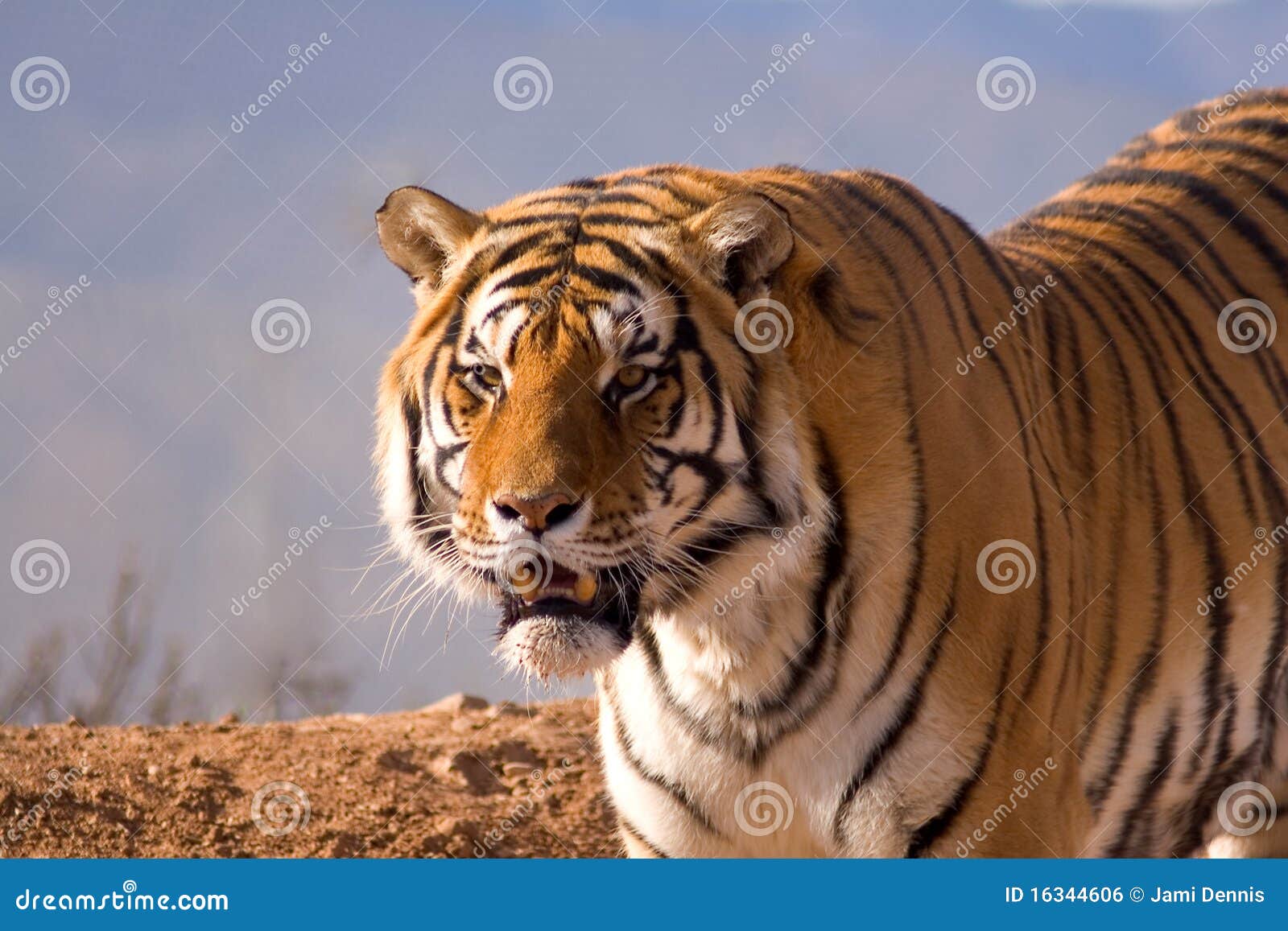 Snarling Tiger stock photo. Image of claw, safari, orange - 16344606