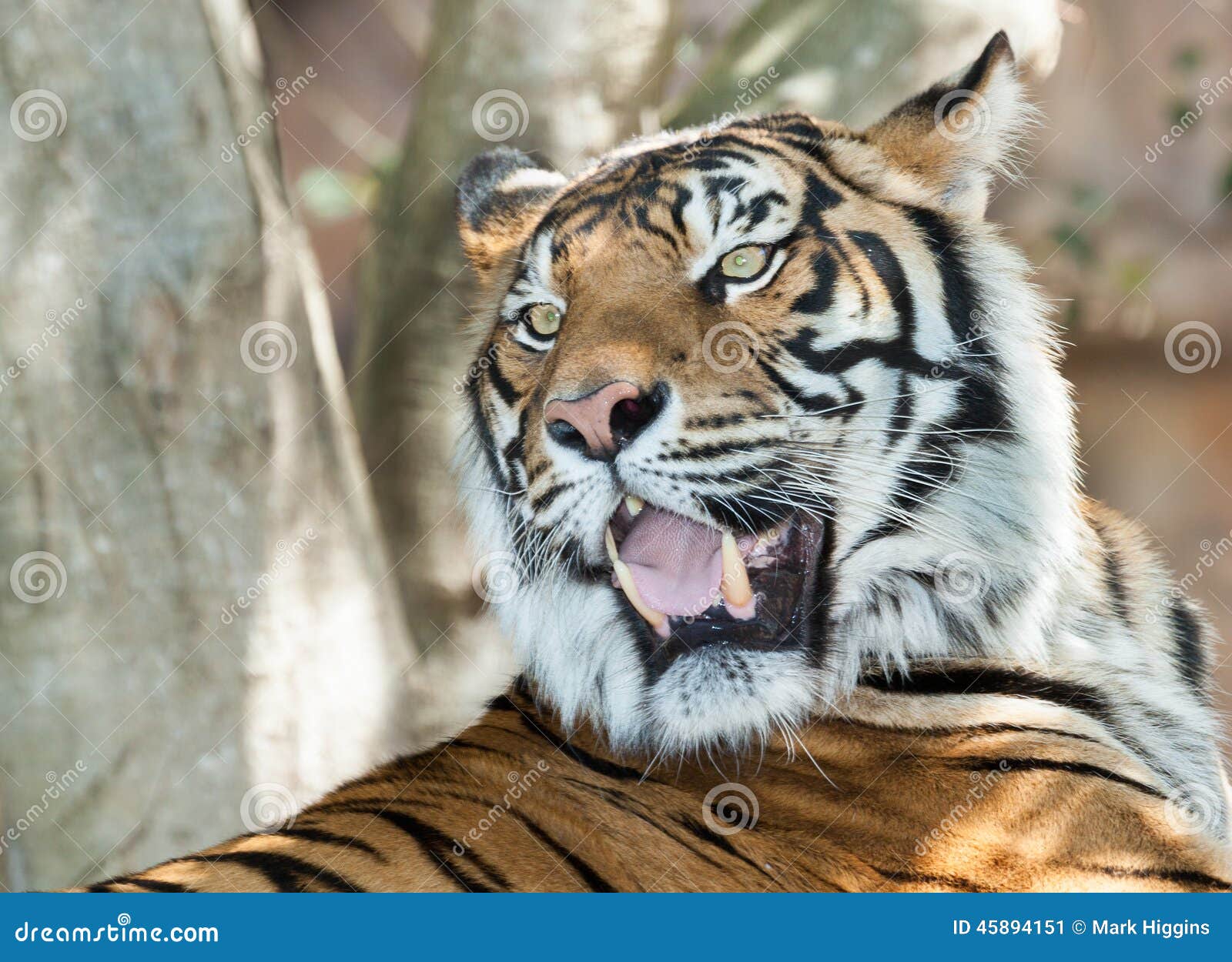 Tiger - Stealth Royalty-Free Stock Image | CartoonDealer.com #12480160