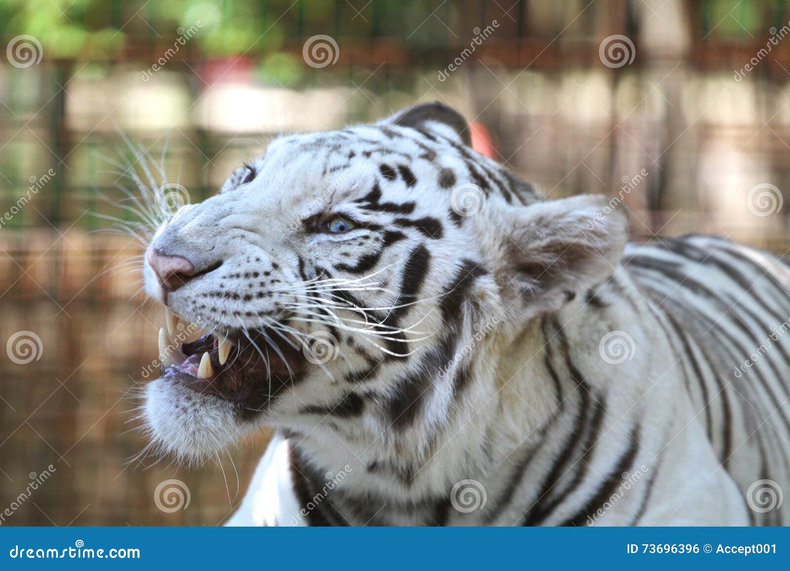 Snarling Wild White Bengal Tiger Stock Photo - Image of close ...